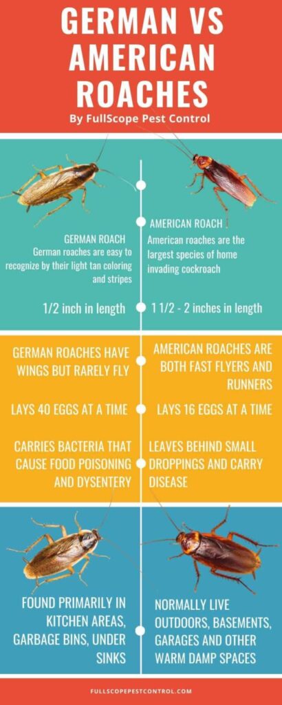 Wood Roach vs German Cockroach: Key Differences
